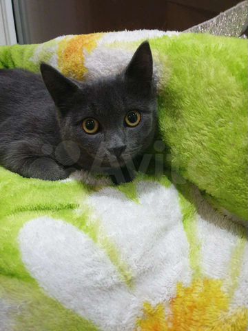 Котенок Шурик