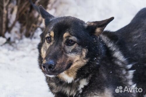 Пожилому песику из приюта нужен шанс