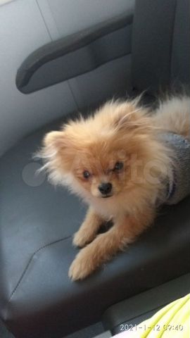 Ищу подругу мини-шпицу