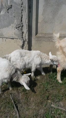 Козы козлята зааненской породы