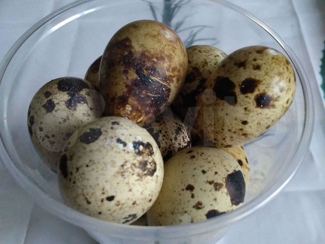 Яйцо перепелиное инкубационное