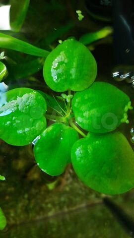 Аквариумные растения Лимнобиум побегоносный