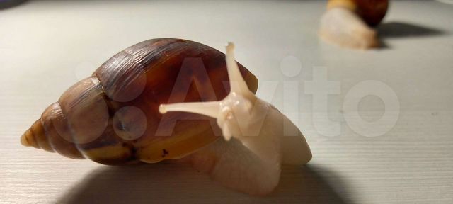 Улитки Ахатина. Фулика альбино