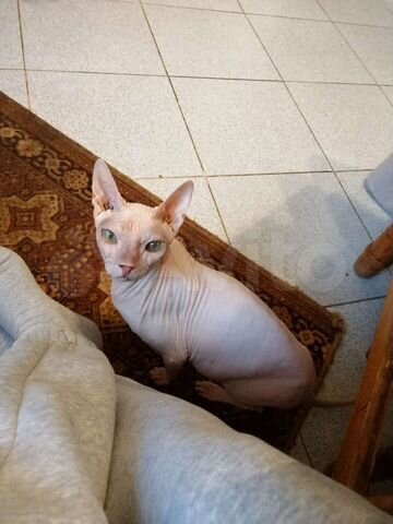 Канадский сфинкс