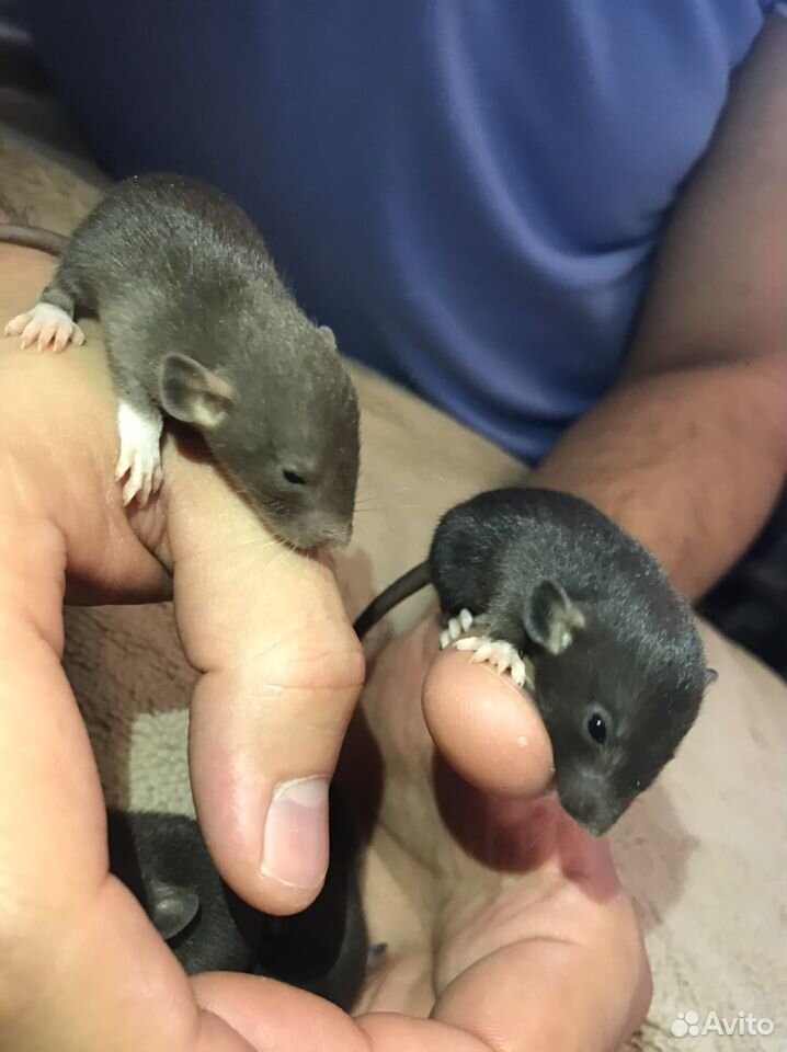 Крысята дамбо