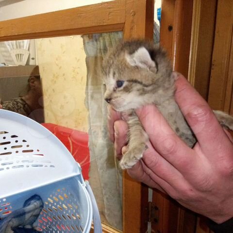 Котяра в дар