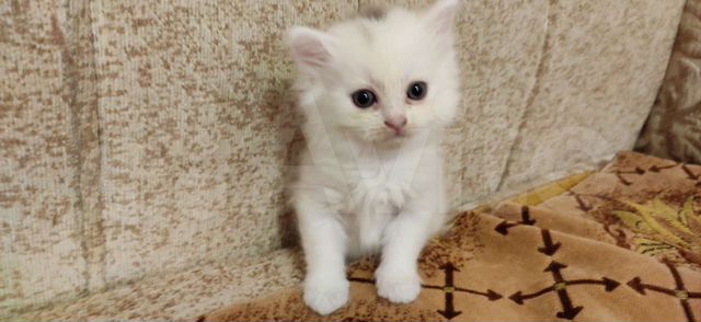 Шотдандские котята