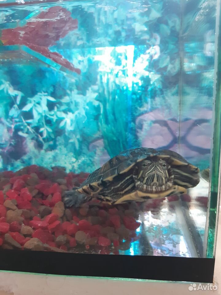 Красноухая черепаха