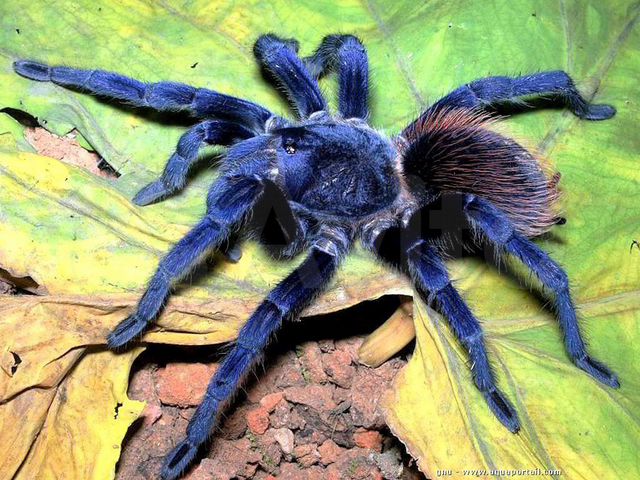 Pterinopelma sazimai малышня