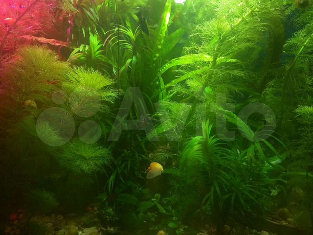 Аквариумное растение