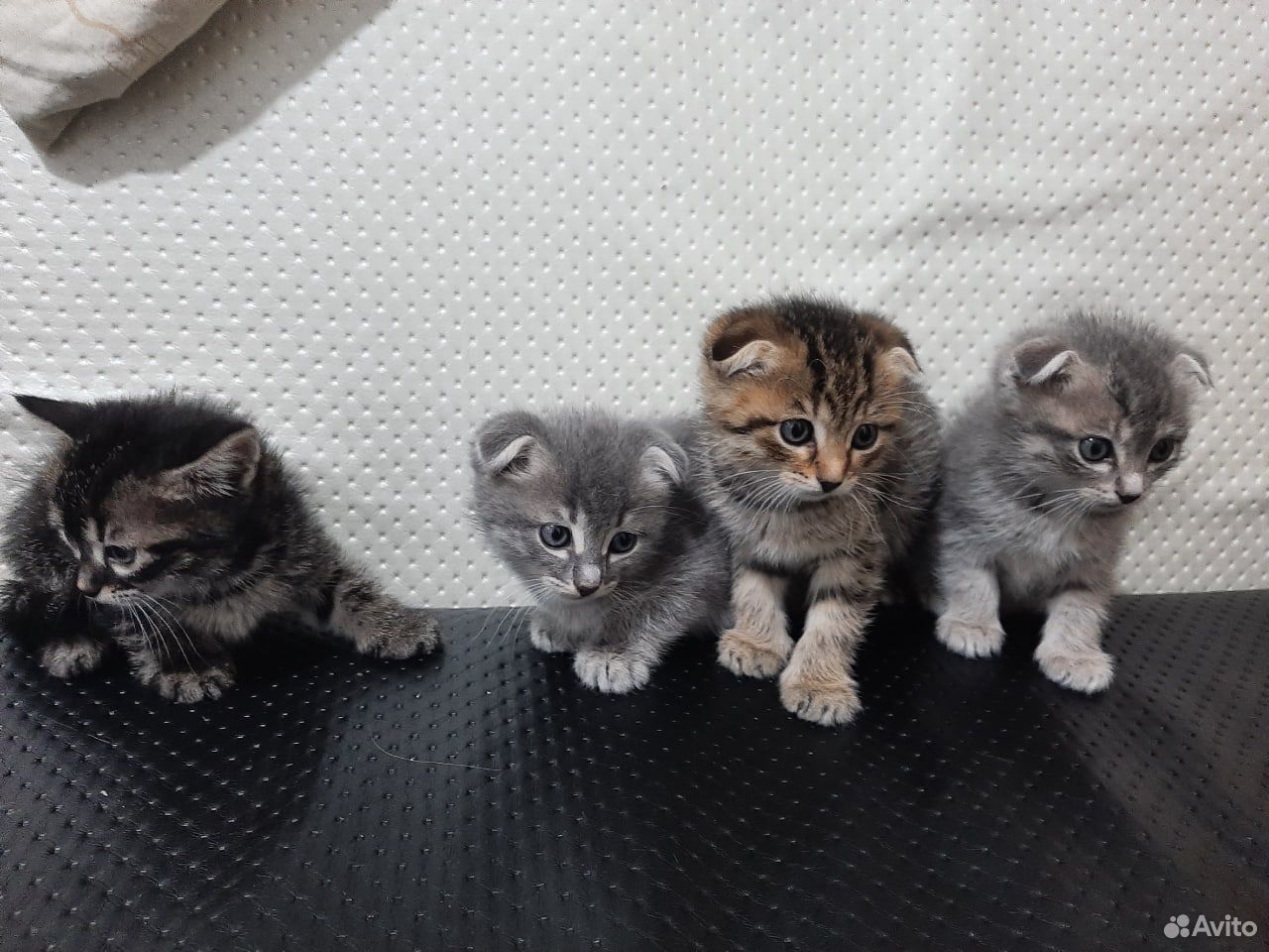 Котята вислоухие