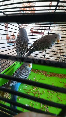 Волнистые попугаи девочки