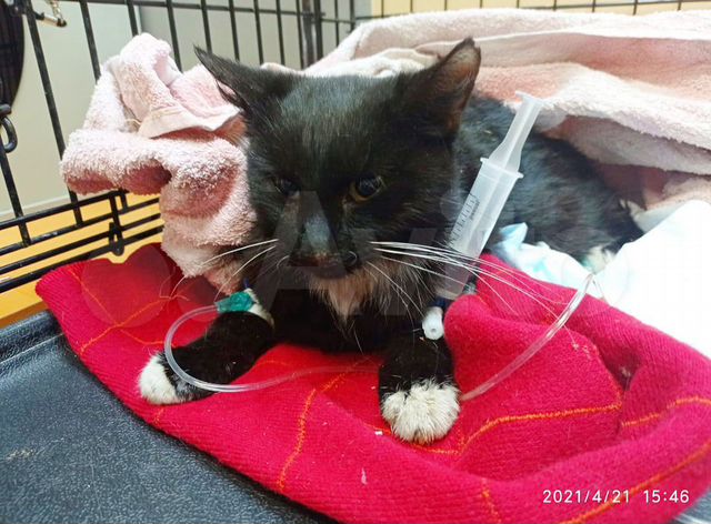 Черная кошечка в стационаре помогите спасти