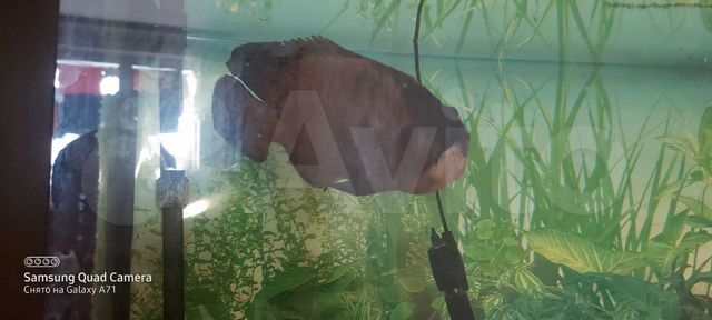 Аквариумные рыбки бесплатно