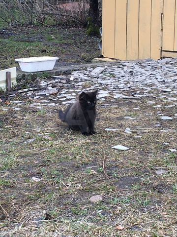 Котёнок Бася