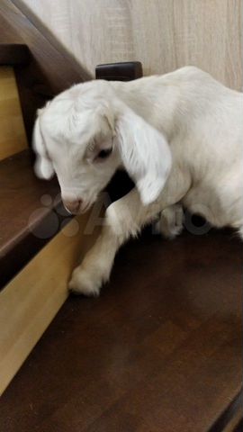 Козлята нубийские