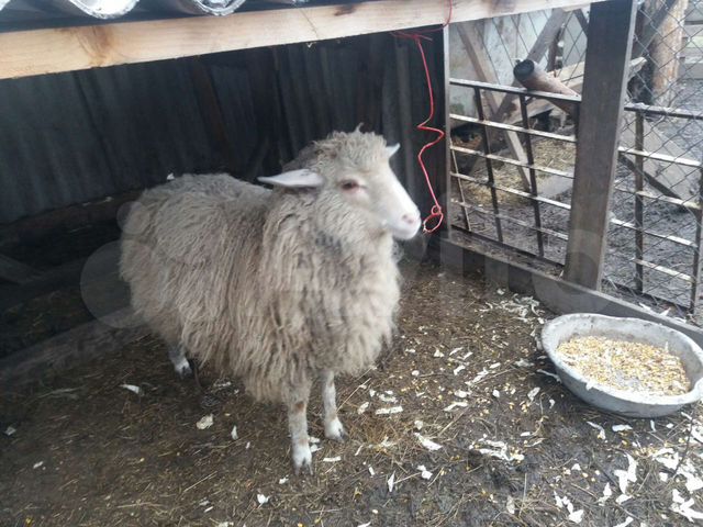 Баран и овца