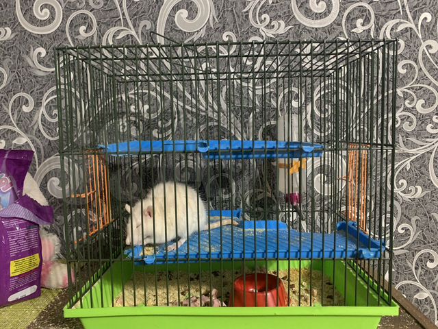 Крыса с клеткой