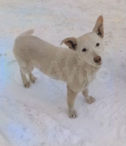 Зефирка ждет своего хозяина