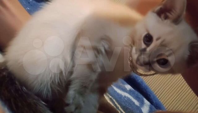 Котики бесплатно в добрые руки