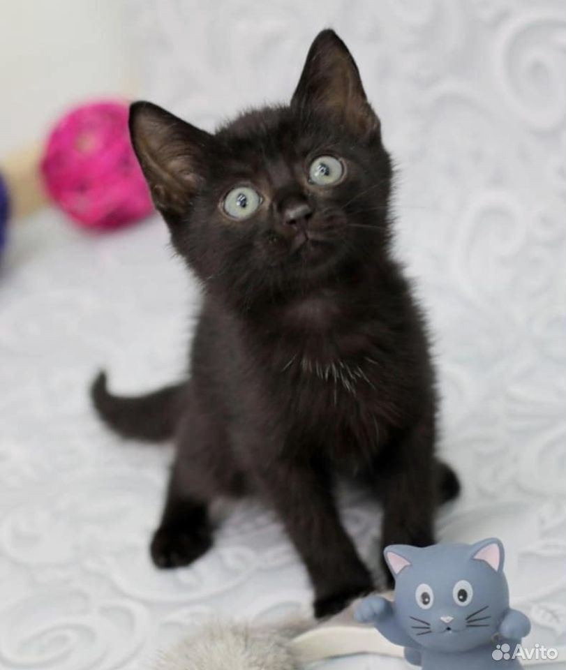Котик черный 2 мес