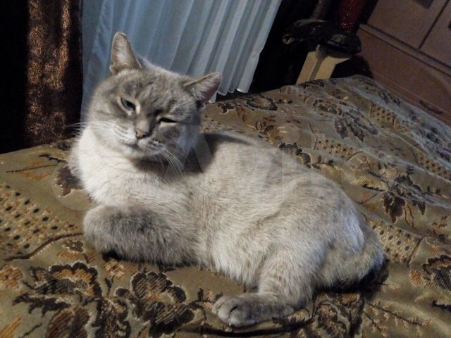 Кошка балинез