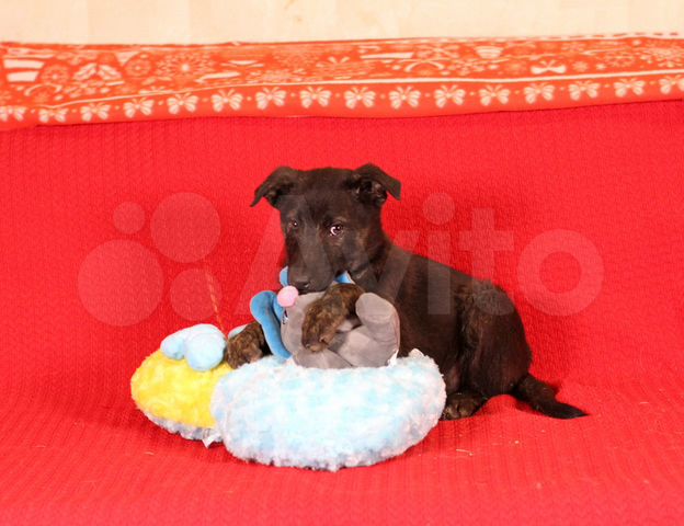 Малышка Ева-нежный цветочек, в дар