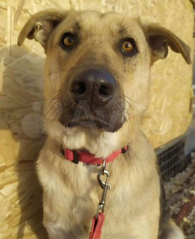 Собака одного хозяина. преданный друг человека