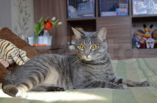 Кот Жорик 1 год кастрат