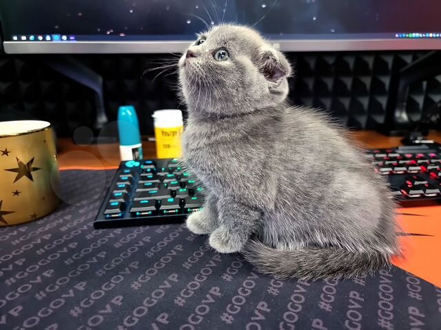 Скотиш фолд, шотландская вислоухая