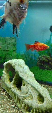 Барбусы и Тетроодоны