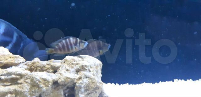 Альтолампрологус кальвус