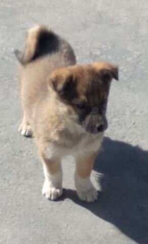 Щеночки в добрые руки