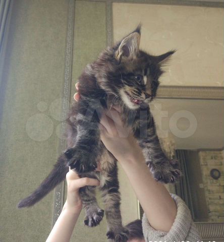 Обаятельный хищник