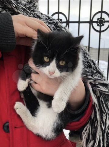 Шанс на жизнь Кошечка 5 месяцев из парка в дар