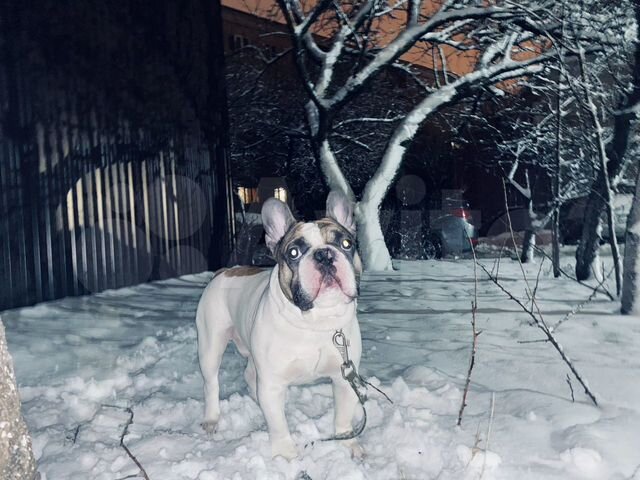 Вязка Французский будьдог