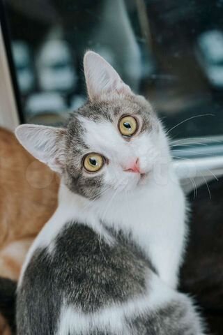 Нежный которебенок