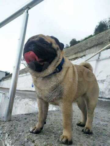 Мопс для вязки