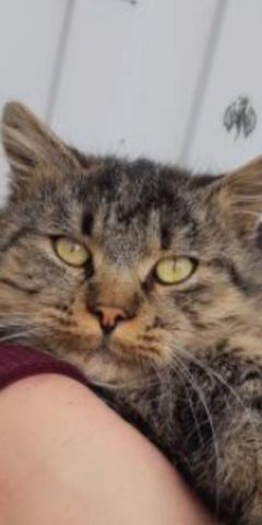 Крупный котик-похож на породу"норвежская лесная"