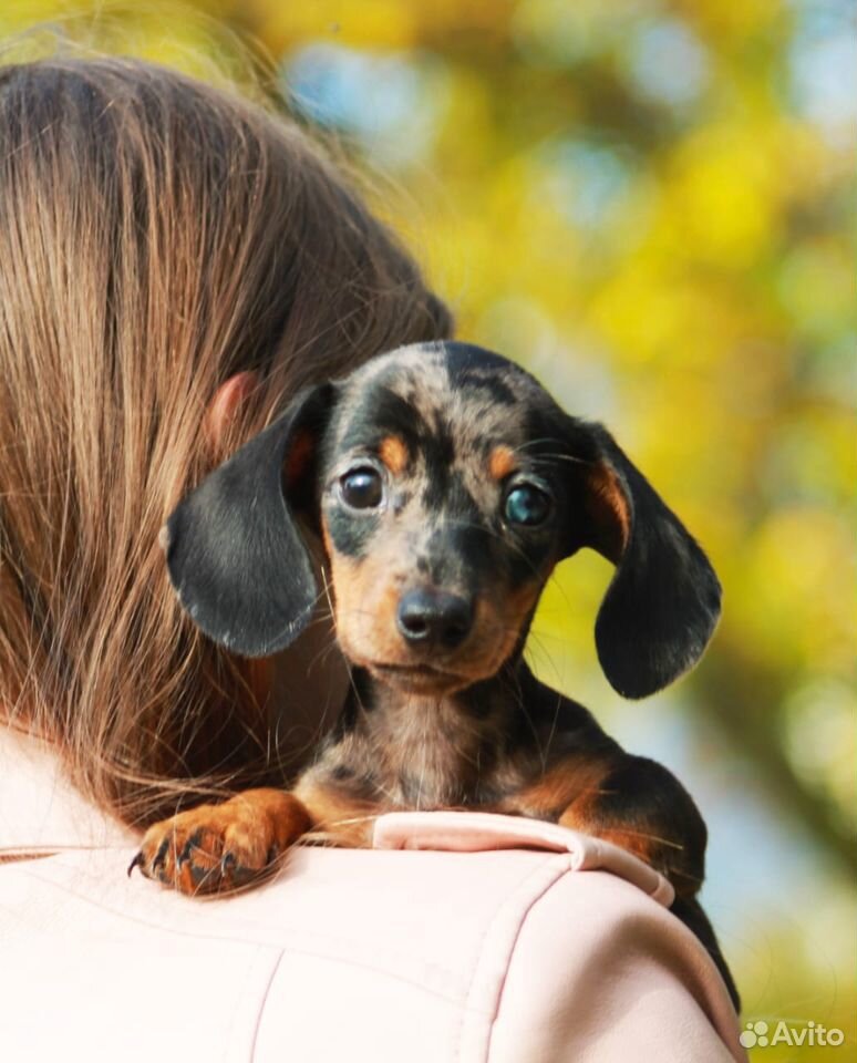 Таксеныш ребятеныш