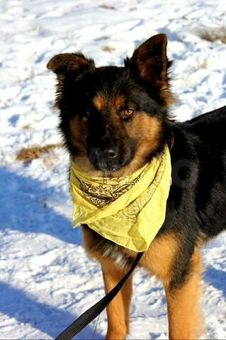 Дэни охранник ищет дом