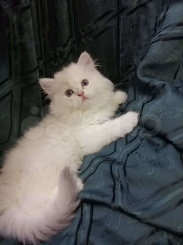 Котëнок Хайлендер Британской серебристой шиншиллы