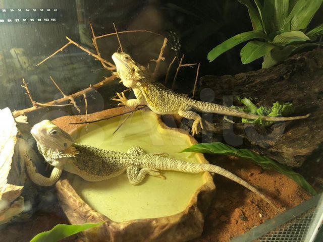 Бородатая агама