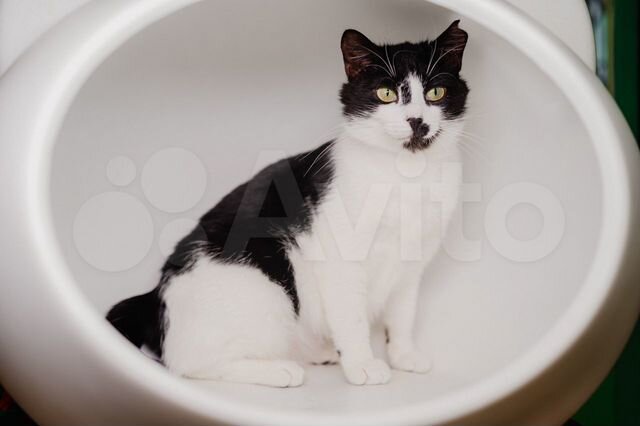 Красавица Марго в добрые руки