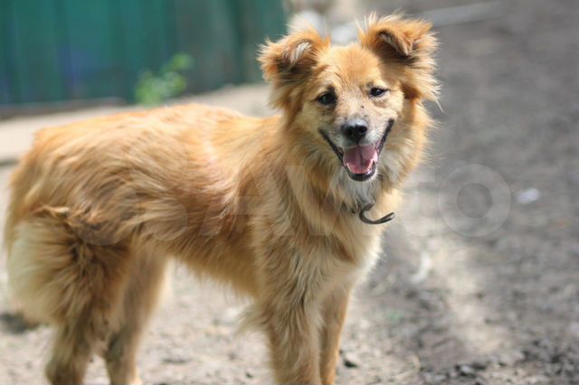 Роза ищет дом