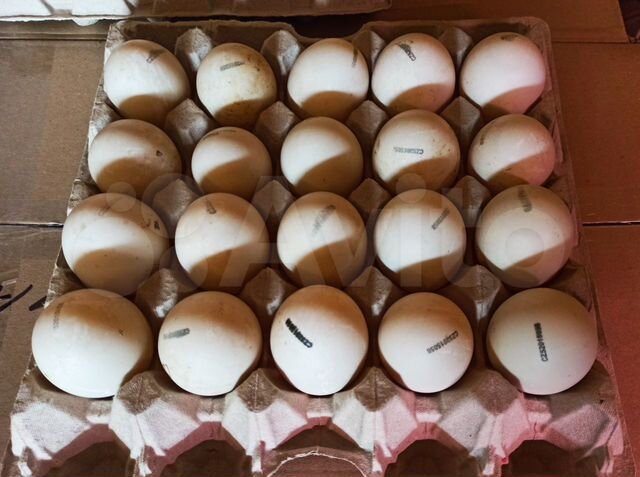 Утка Cherry Valley (Черри Велли) инкубационное яйц