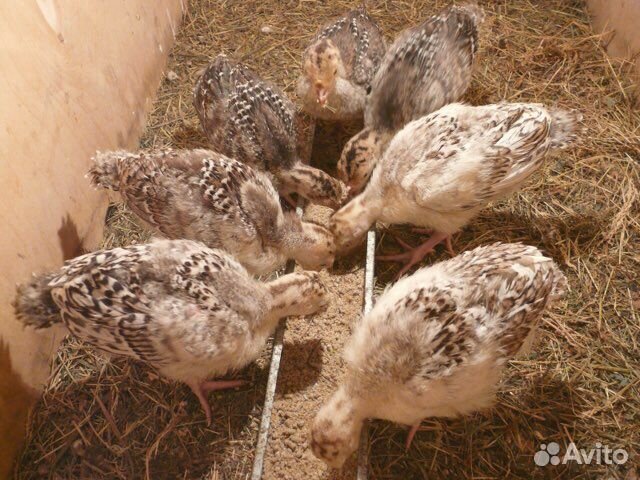 Продам индюшат