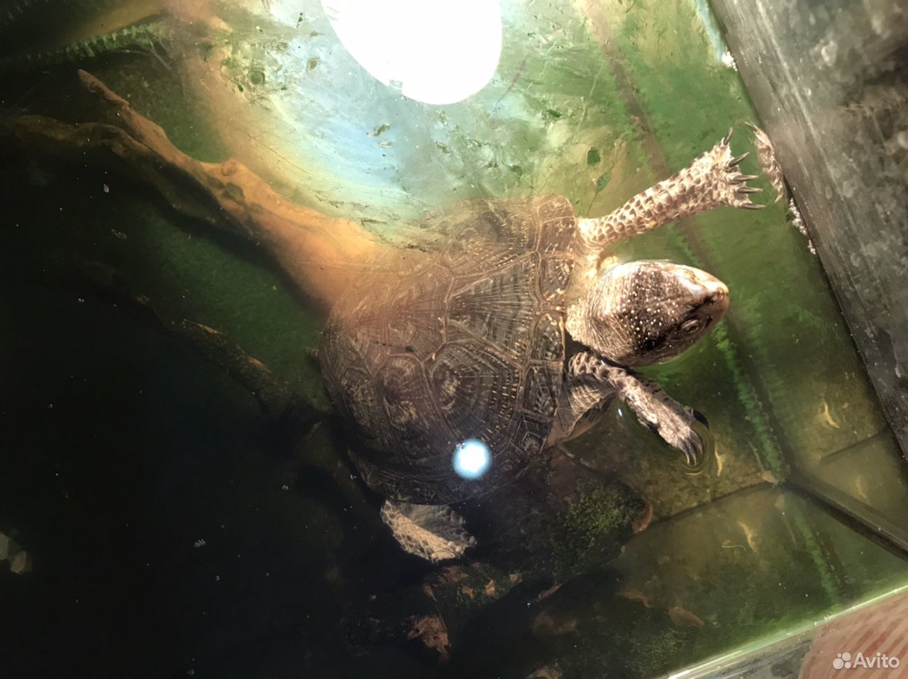 Болотная черепаха бесплатно