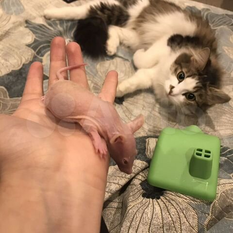 Крыса сфинкс