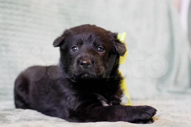 Плюшевые, чёрные щенки в добрые руки